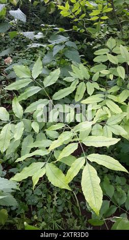 ashes (Fraxinus) Plantae Stock Photo - Alamy
