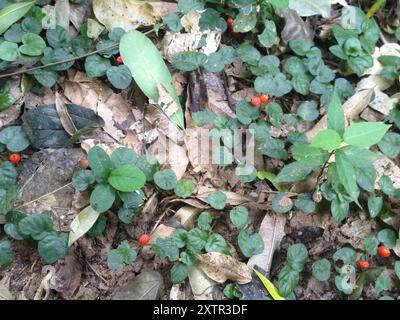 (Geophila repens) Plantae Stock Photo - Alamy