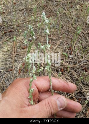 field fluffweed (Filago arvensis) Plantae Stock Photo - Alamy