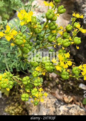 Rue (Ruta graveolens) Plantae Stock Photo - Alamy
