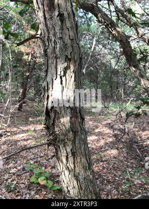 bastard oak (Quercus sinuata) Plantae Stock Photo - Alamy