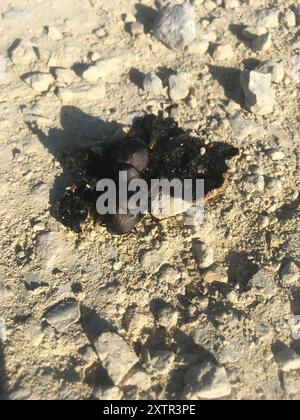 Dung Rollers (Canthon) Insecta Stock Photo - Alamy