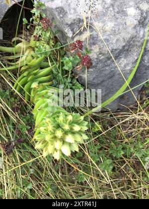 Roseroot (Rhodiola rosea) Plantae Stock Photo - Alamy