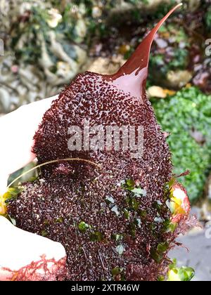 Turkish Towel (Chondracanthus exasperatus) Plantae Stock Photo - Alamy
