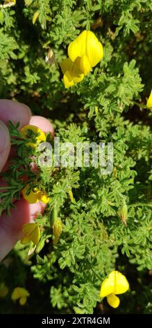 yellow restharrow (Ononis natrix) Plantae Stock Photo - Alamy