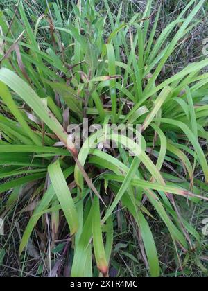 Great Woodrush (Luzula sylvatica) Plantae Stock Photo - Alamy