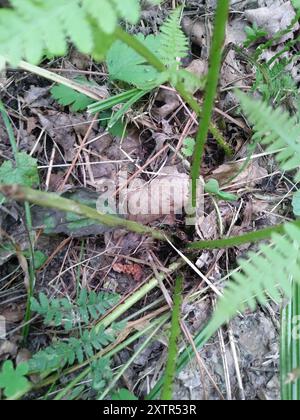 lady ferns (Athyrium) Plantae Stock Photo - Alamy