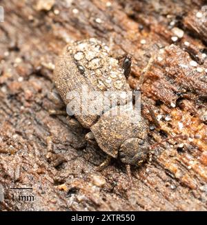 Dusty Surface Beetles (Gonocephalum) Insecta Stock Photo - Alamy