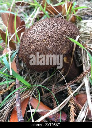 (Tricholomopsis scabra) Fungi Stock Photo - Alamy