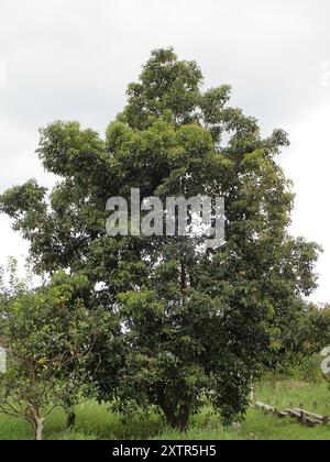 Ceylon olive (Elaeocarpus serratus) Plantae Stock Photo - Alamy