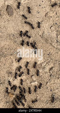 Citronella Ants, Fuzzy Ants, and Allies (Lasius) Insecta Stock Photo ...