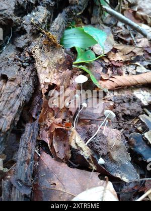 bulbous bonnet (Mycena stylobates) Fungi Stock Photo - Alamy