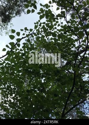 Texas mulberry (Morus microphylla) Plantae Stock Photo - Alamy