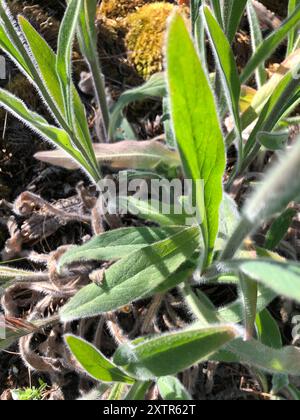 western hawkweed (Hieracium scouleri), Plantae, East Kootenay, BC ...