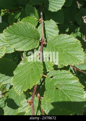 green alder (Alnus alnobetula) Plantae Stock Photo - Alamy