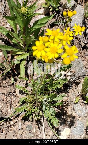 Prairie Groundsel (Packera plattensis), Plantae, Minnesota, US Stock ...