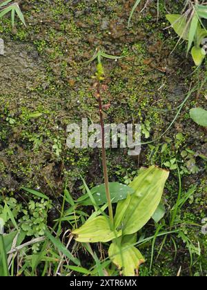 (Crepidium purpureum) Plantae Stock Photo - Alamy