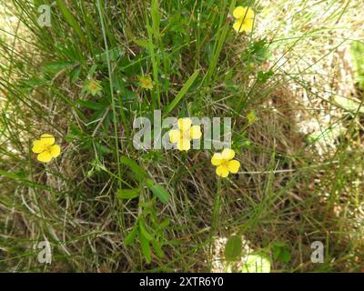 Tormentil (Potentilla erecta), Plantae, Селивановский р-н, Владимирская ...
