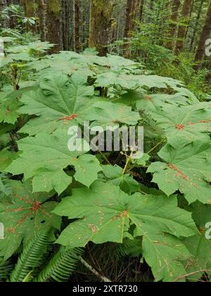 Devil's Club (Oplopanax horridus) Plantae Stock Photo - Alamy