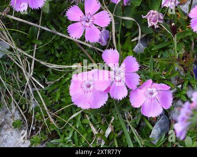 Alpine Pink (Dianthus alpinus) Plantae Stock Photo - Alamy