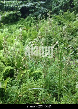 woolgrass (Scirpus cyperinus) Plantae Stock Photo - Alamy