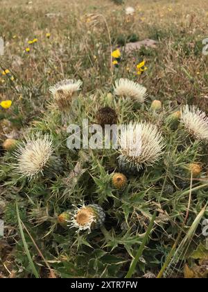 Alameda thistle (Cirsium quercetorum), Plantae, Fort Ord National ...