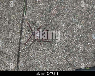 Tile-horned Prionus (Prionus imbricornis) Insecta Stock Photo - Alamy