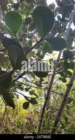 attorney trees (Clusia) Plantae Stock Photo - Alamy