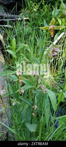 Stream Orchid (Epipactis gigantea) Plantae Stock Photo - Alamy