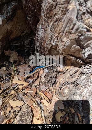 Gilbert's Skink (Plestiodon gilberti) Reptilia Stock Photo - Alamy