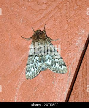 Western Panthea Moth (Panthea virginarius) Insecta Stock Photo - Alamy