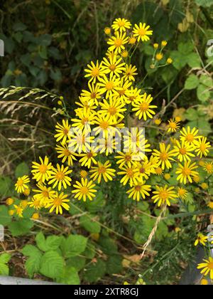 Hoary Ragwort (Jacobaea erucifolia) Plantae Stock Photo - Alamy