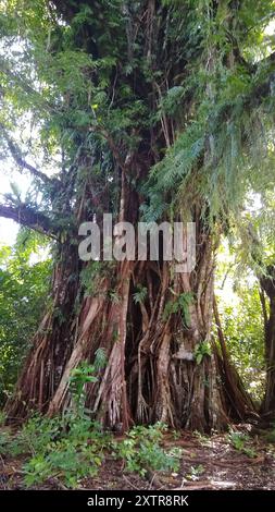 Pacific Banyan (Ficus prolixa) Plantae Stock Photo - Alamy