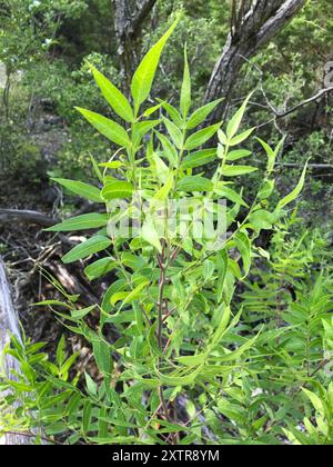 Prairie flameleaf sumac (Rhus lanceolata) Plantae Stock Photo - Alamy