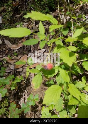 whitebark raspberry (Rubus leucodermis) Plantae Stock Photo - Alamy