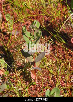Fraser's marsh St. John's-wort (Hypericum fraseri) Plantae Stock Photo ...