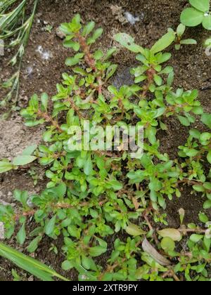 Water-purslane (Lythrum portula) Plantae Stock Photo - Alamy