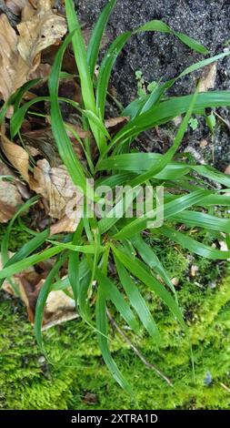 Hairy Woodrush (Luzula pilosa) Plantae Stock Photo - Alamy