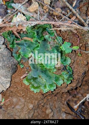 Complex thallose liverworts (Marchantiales) Plantae Stock Photo - Alamy