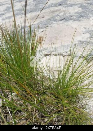 Fringe Rush (Fimbristylis) Plantae Stock Photo - Alamy
