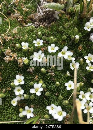 alpine sandwort (Cherleria obtusiloba), Plantae, East Kootenay, BC ...