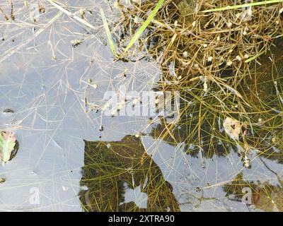 small pondweed (Potamogeton pusillus) Plantae Stock Photo - Alamy