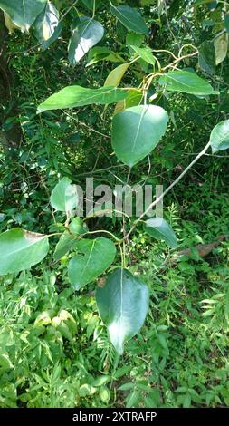 balsam poplar (Populus balsamifera) Plantae Stock Photo - Alamy