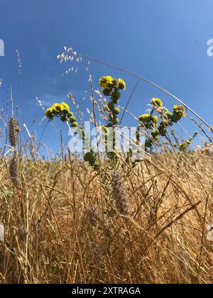 Santa Cruz tarplant (Holocarpha macradenia) Plantae Stock Photo - Alamy