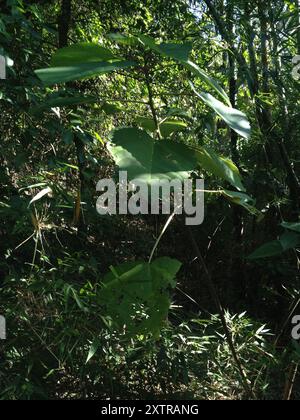 Scratchbush (Urera baccifera) Plantae Stock Photo - Alamy