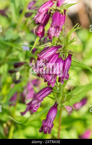 Whipple's penstemon (Penstemon whippleanus) Plantae Stock Photo - Alamy