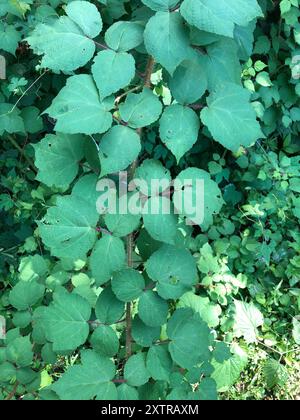 wineberry (Rubus phoenicolasius) Plantae Stock Photo - Alamy