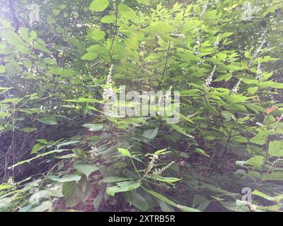 mountain sweet pepperbush (Clethra acuminata) Plantae Stock Photo - Alamy
