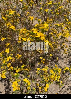 Clustered Tarweed (Deinandra fasciculata), Plantae, Anaheim Hills ...