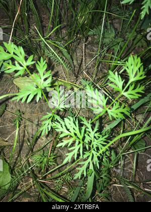 Mountain Parsley (Peucedanum oreoselinum) Plantae Stock Photo - Alamy